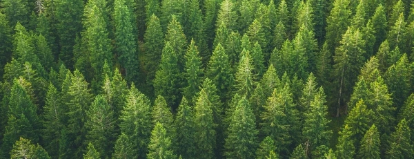 Çevre kategorisindeki içerikler - Teyit